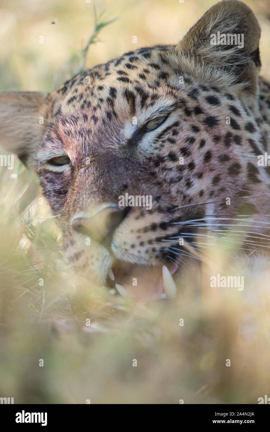Portrait of a male leopard (panthera pardus) with a bloody face after ...