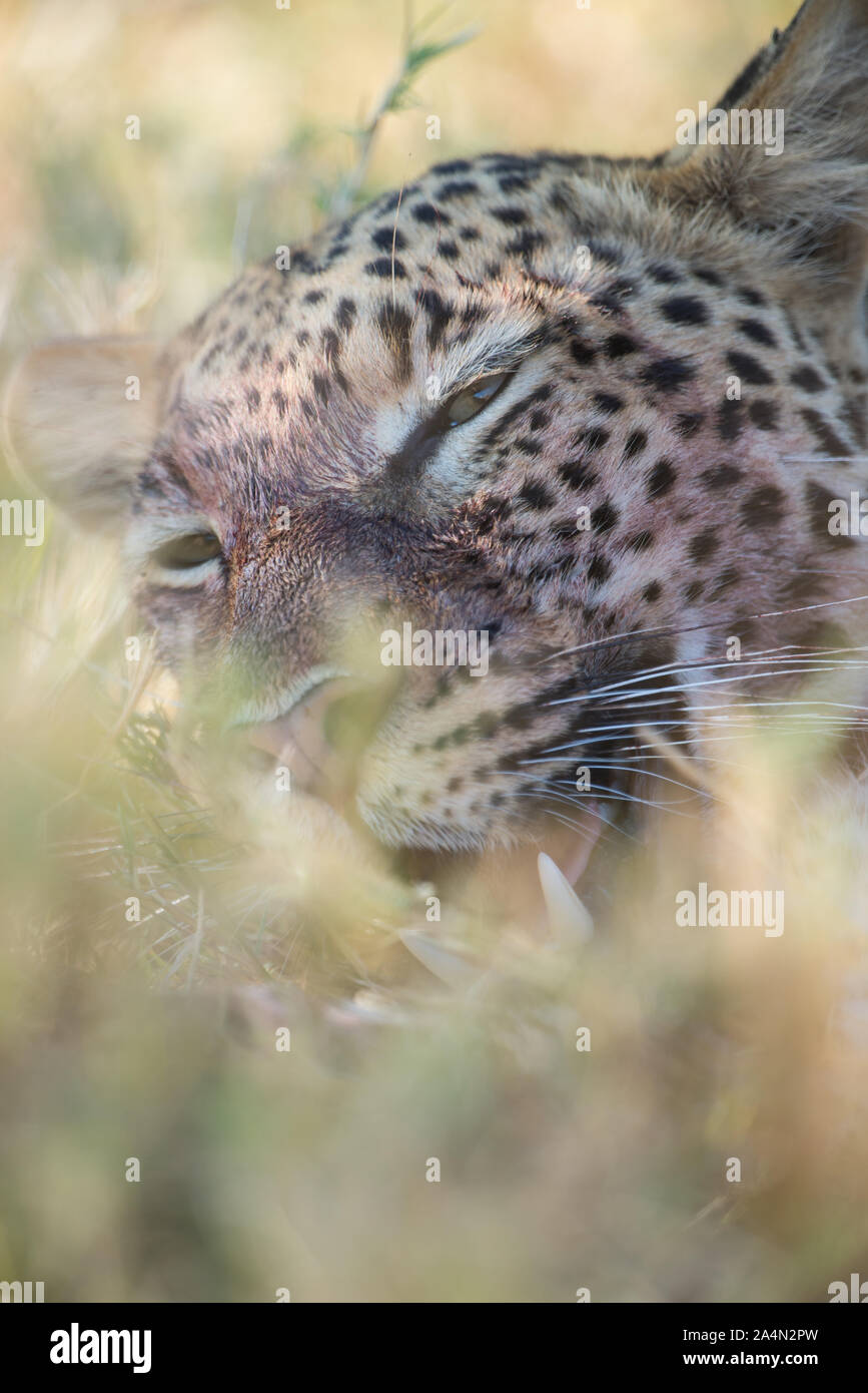 Portrait of a male leopard (panthera pardus) with a bloody face after ...