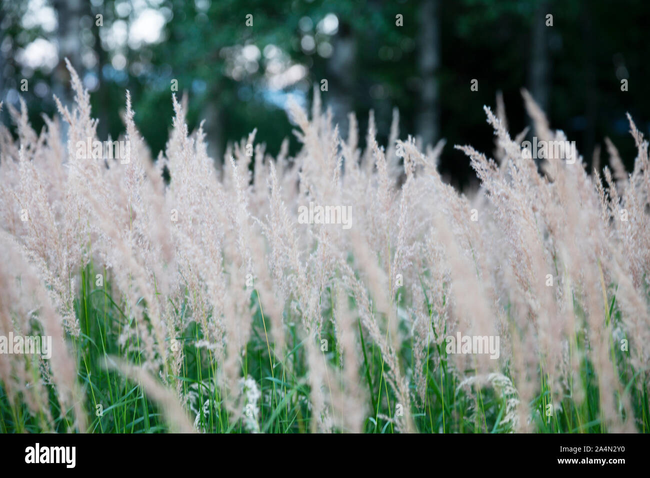 Grass color hi-res stock photography and images - Alamy