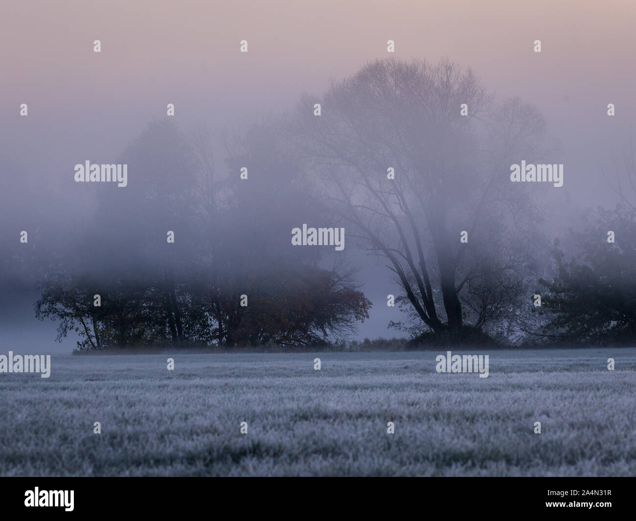 Morning fog in autumn season. Trees covered with mist standing at ...