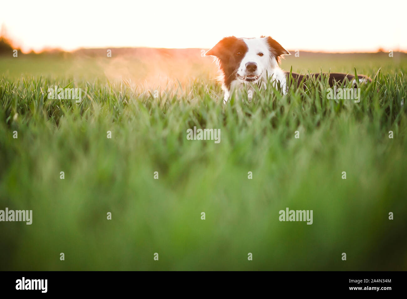 Dog on meadow Stock Photo - Alamy