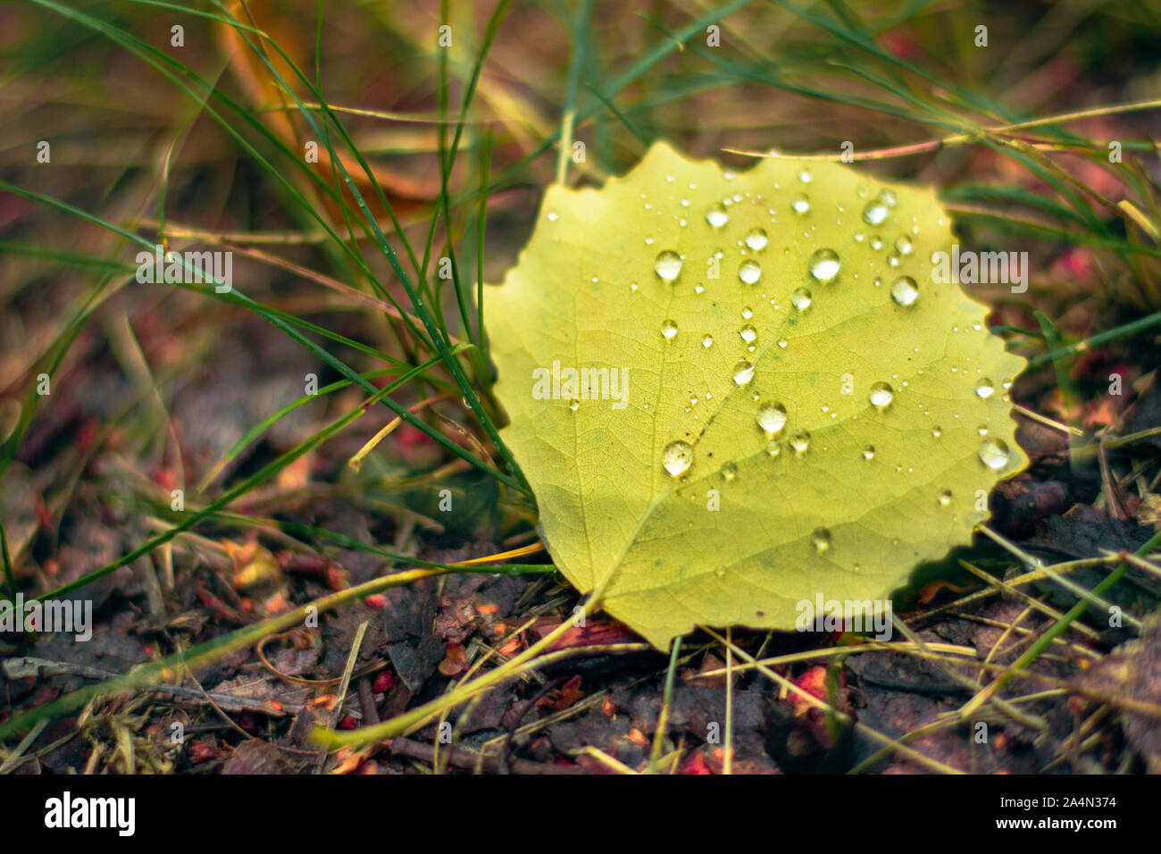 Wet Autumn Aspen Leaf On The Undergrowth Stock Photo Alamy Wet Autumn Aspen Leaf On The Undergrowth Stock Photo Alamy