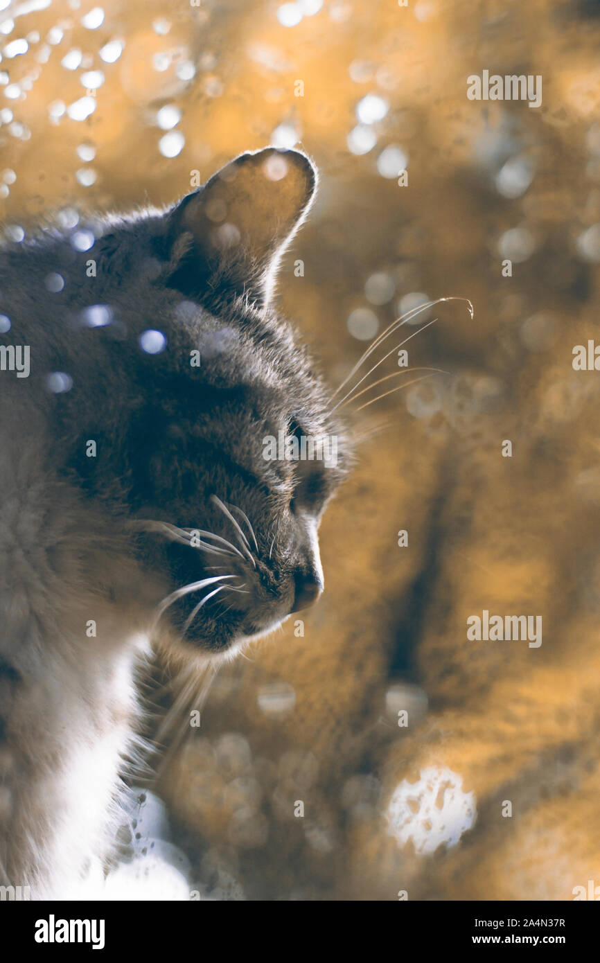 Old cat hi-res stock photography and images - Alamy