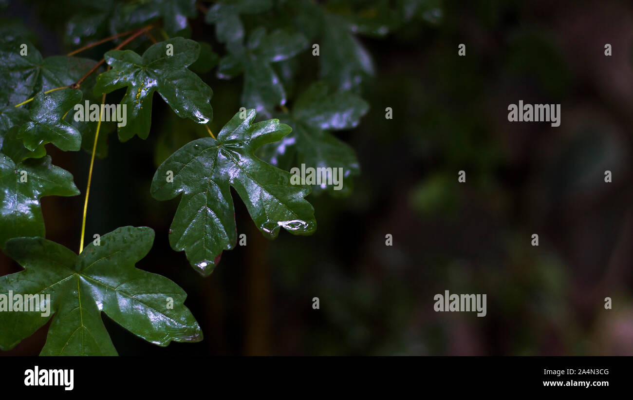 Field maple leaves hi-res stock photography and images - Alamy