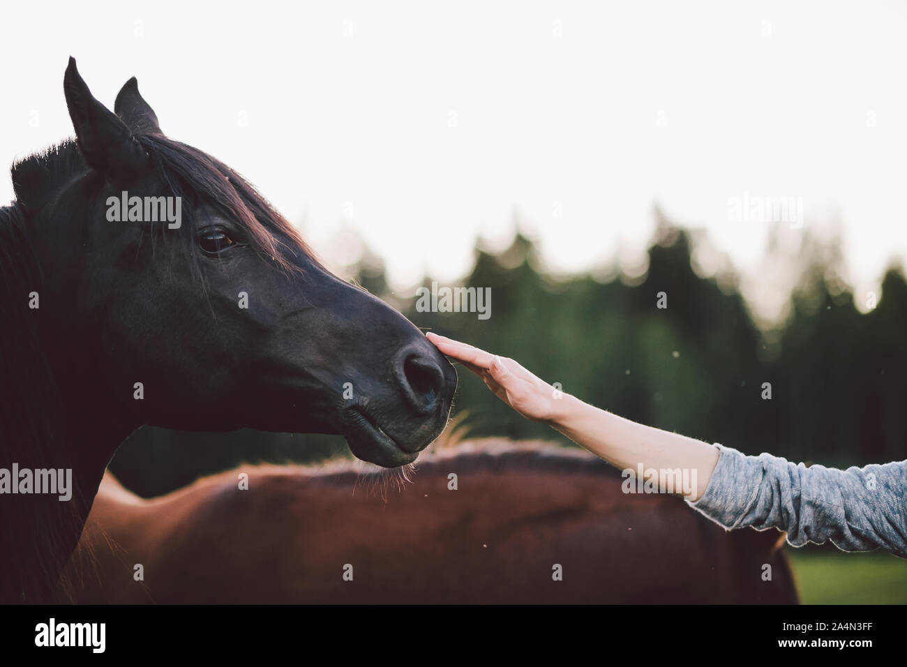 Part human part horse hi-res stock photography and images - Alamy