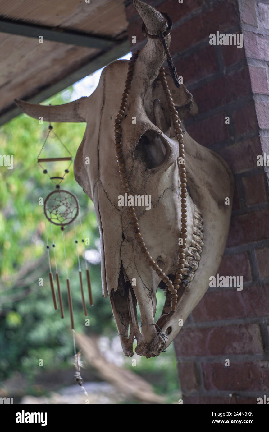 Cow Anatomy Skeleton High Resolution Stock Photography and Images - Alamy