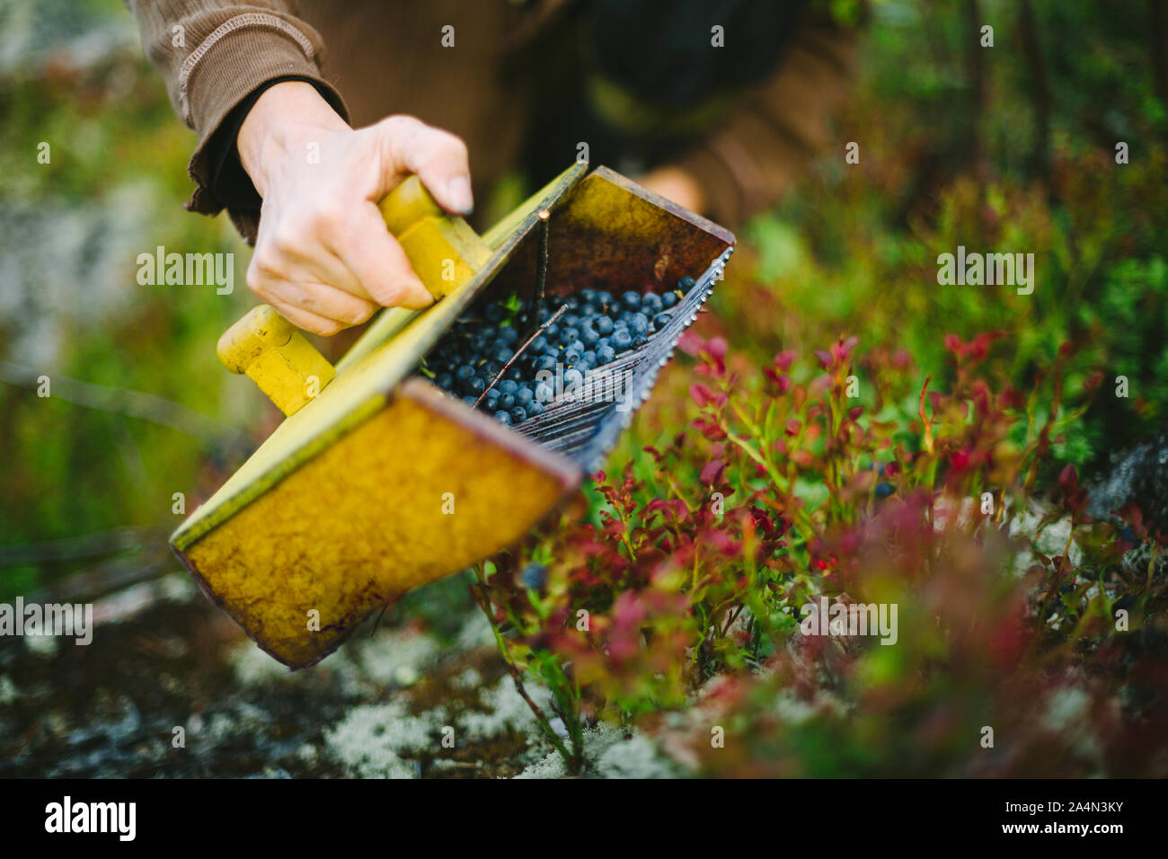 Hand full of blueberries hi-res stock photography and images - Alamy