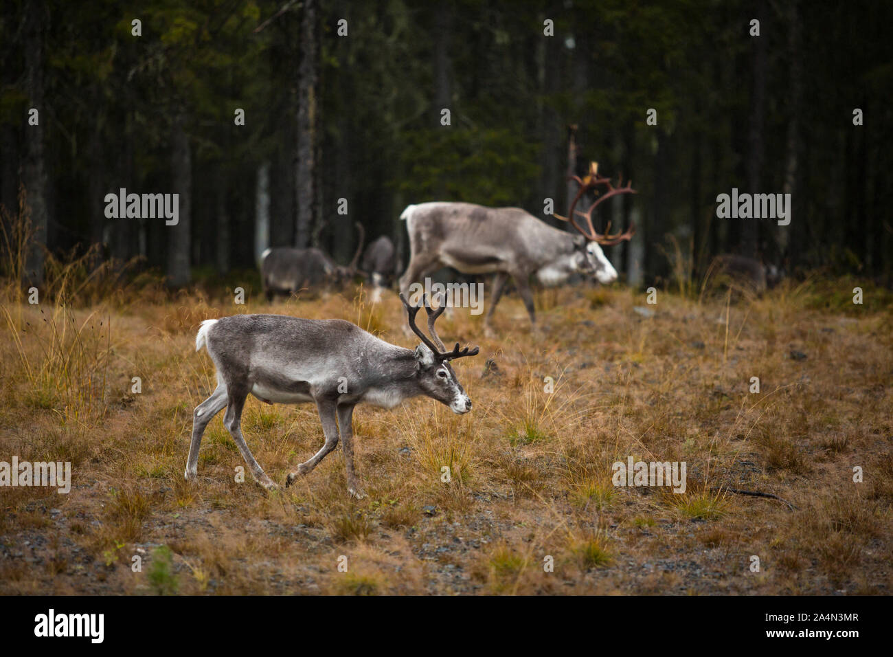 Foreground reindeer hi-res stock photography and images - Alamy