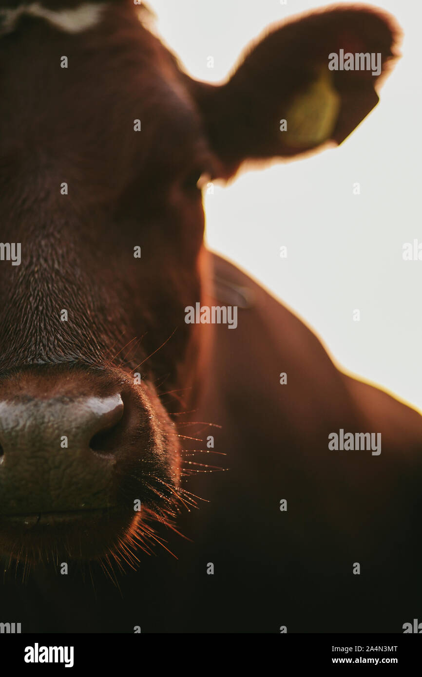 Cow front close up hi-res stock photography and images - Alamy