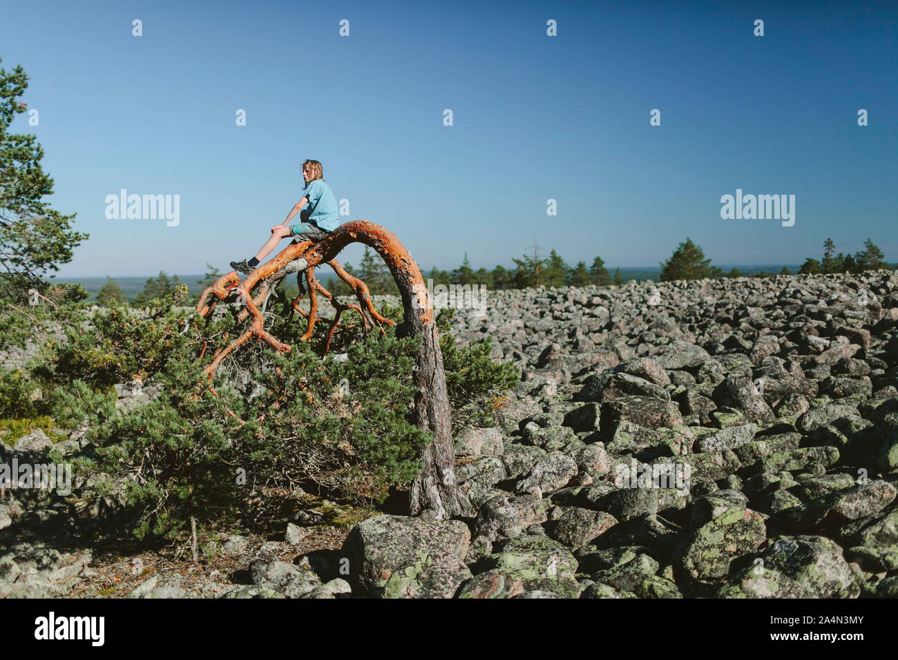 Bended tree hi-res stock photography and images - Alamy