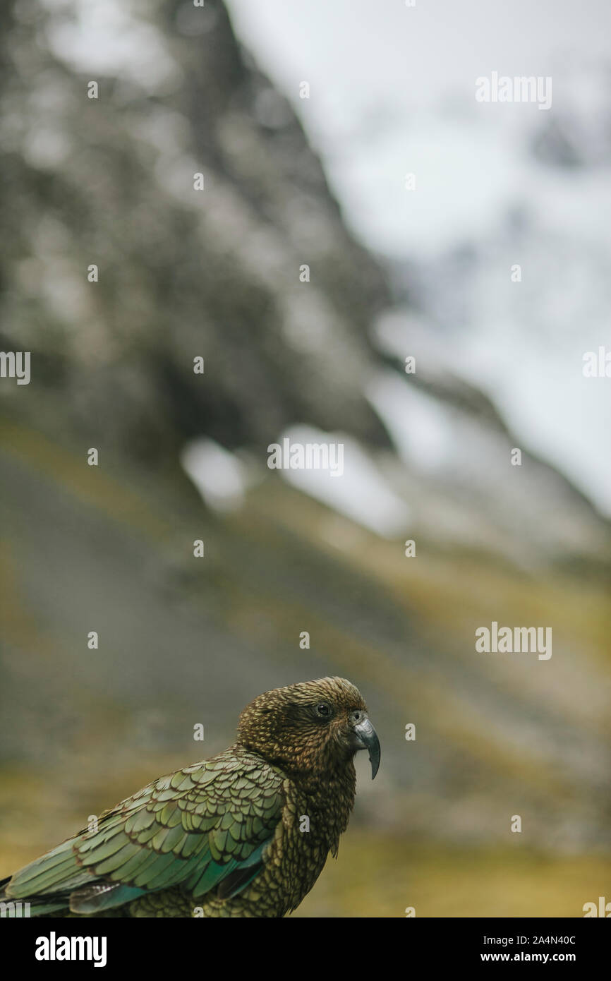 Parrot point hi-res stock photography and images - Alamy