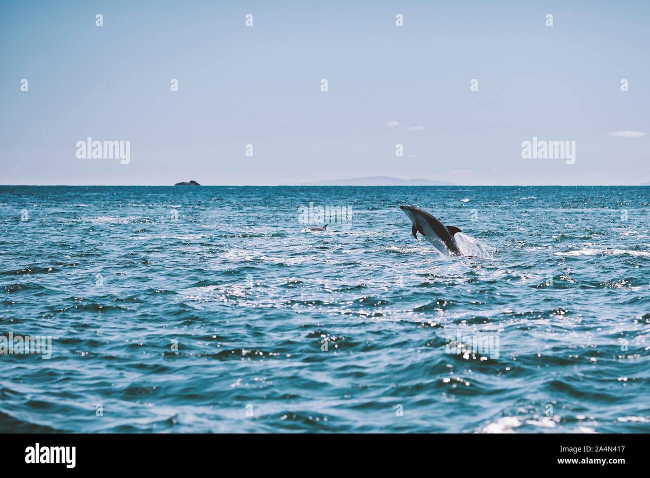 Dolphin jumping in sea Stock Photo - Alamy
