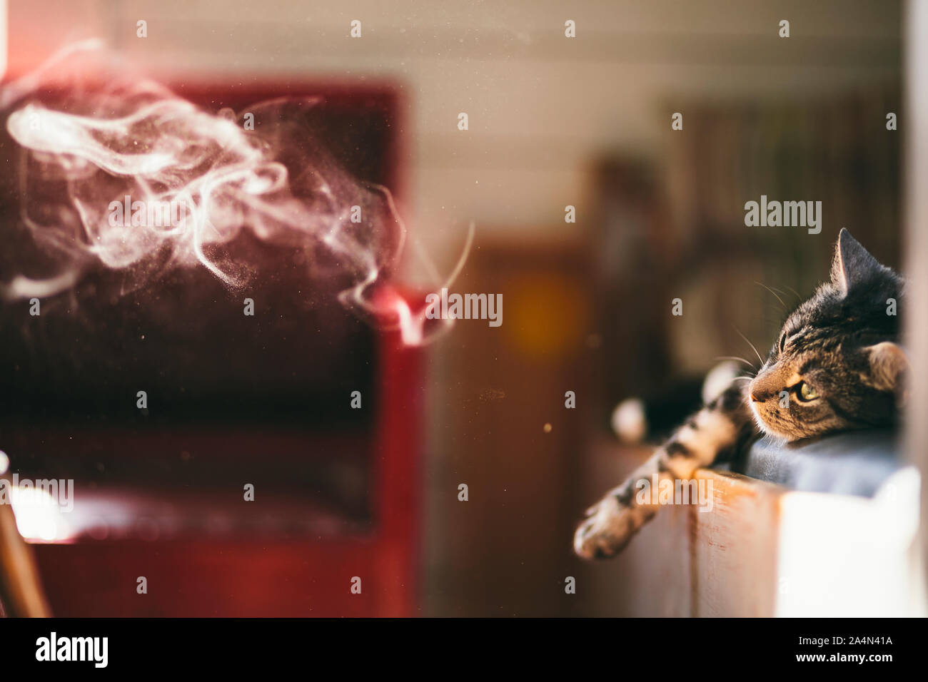 Smoking cat image hi-res stock photography and images - Alamy