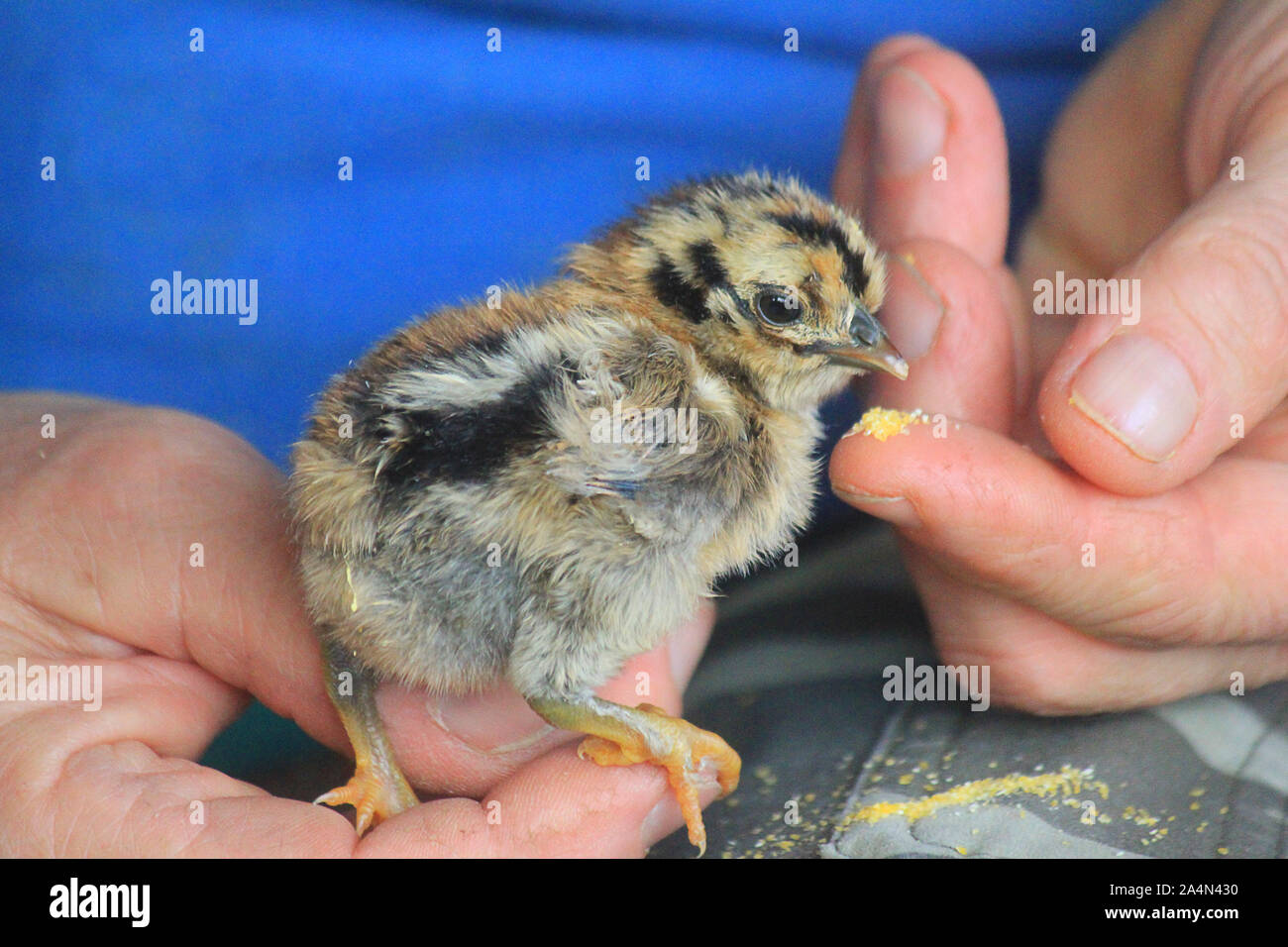 Bird eating from hands hi-res stock photography and images - Alamy