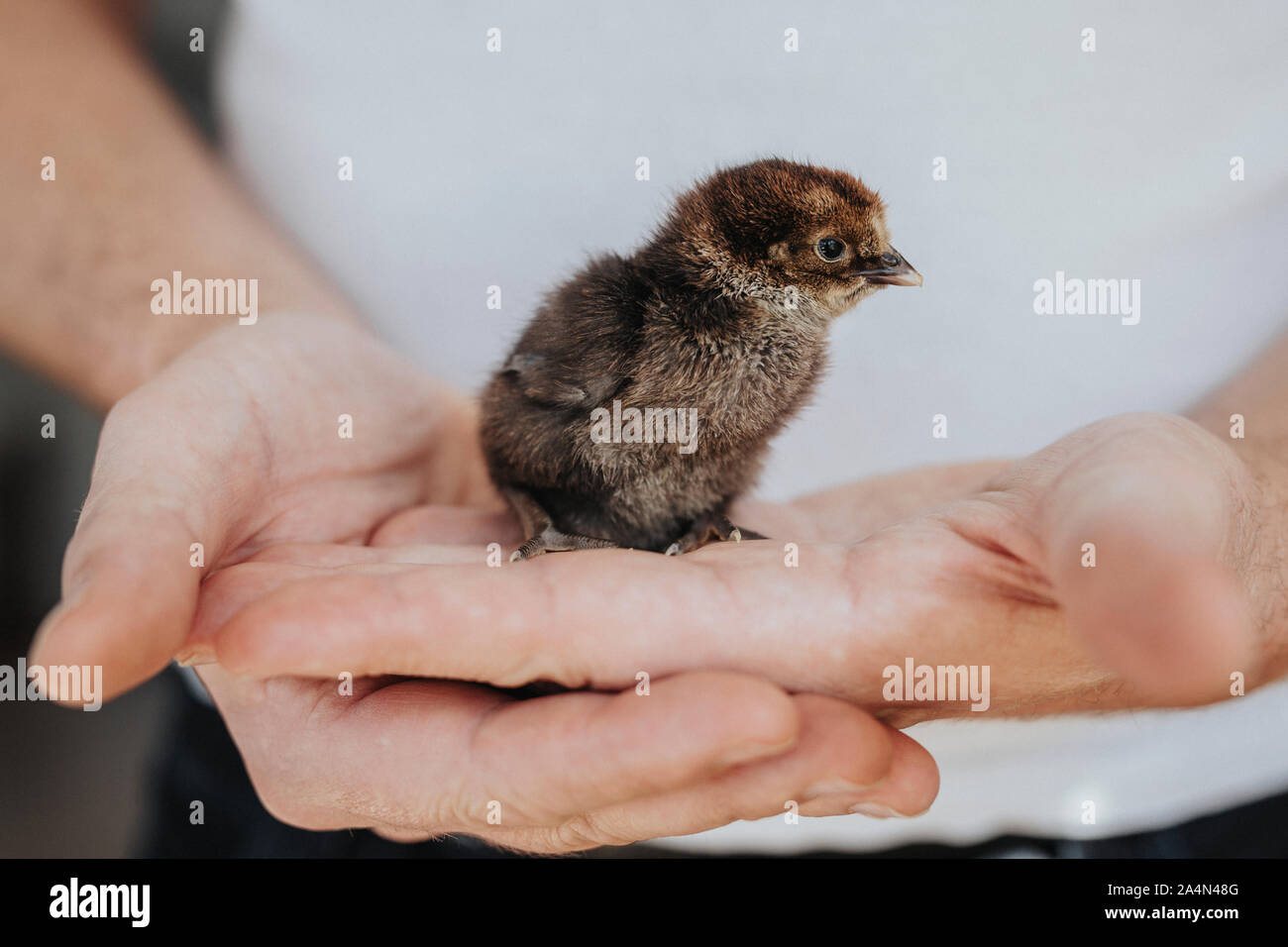 Hands holding little chick Stock Photo - Alamy