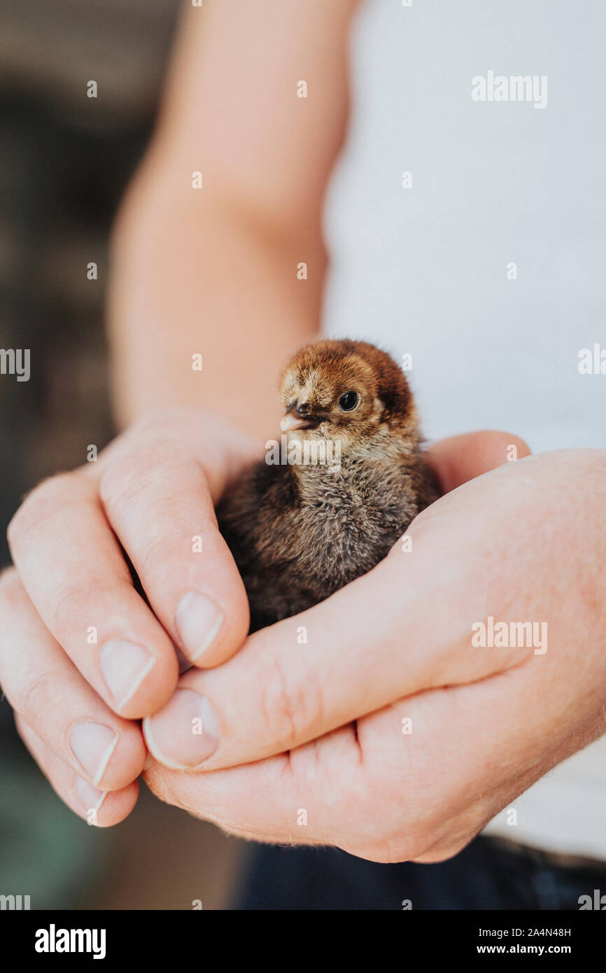 Hands holding little chick Stock Photo - Alamy