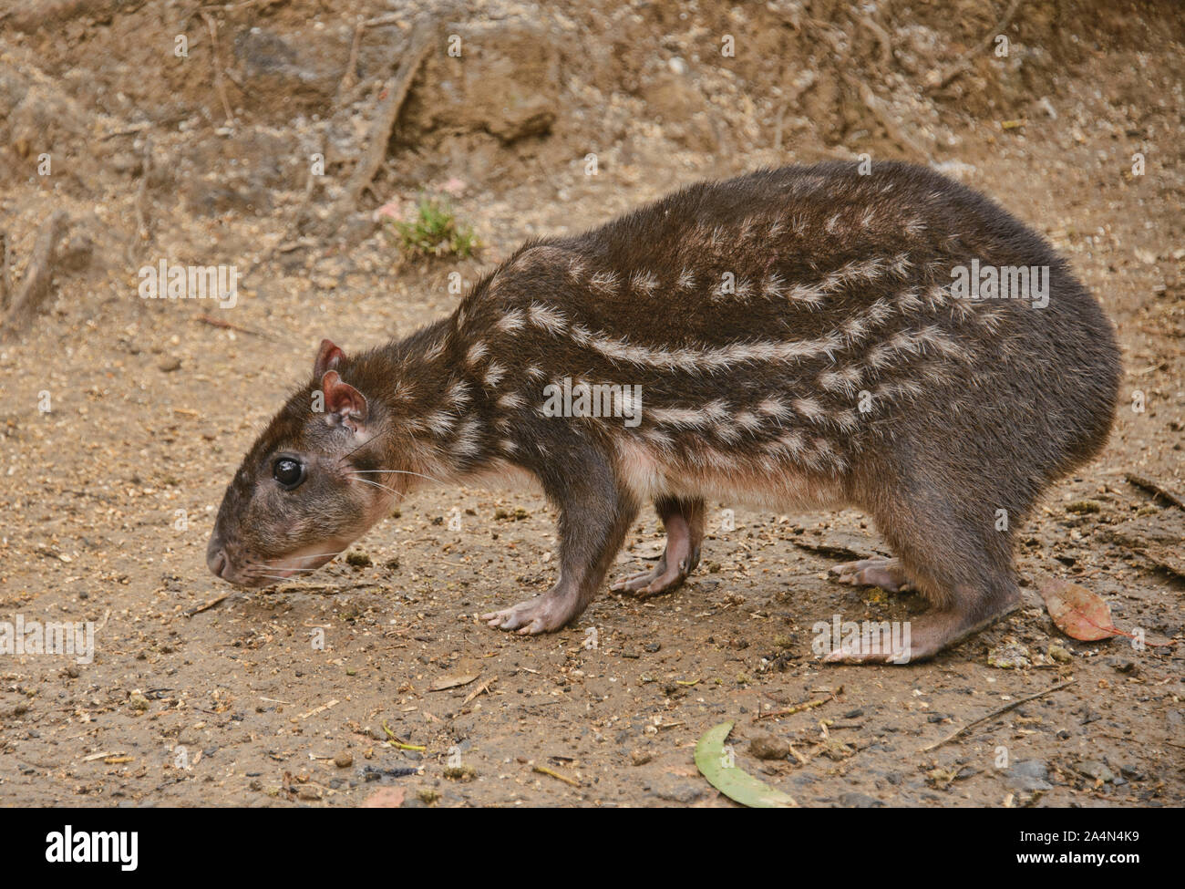 Green acouchi (Myoprocta pratti), Ecuador Stock Photo - Alamy