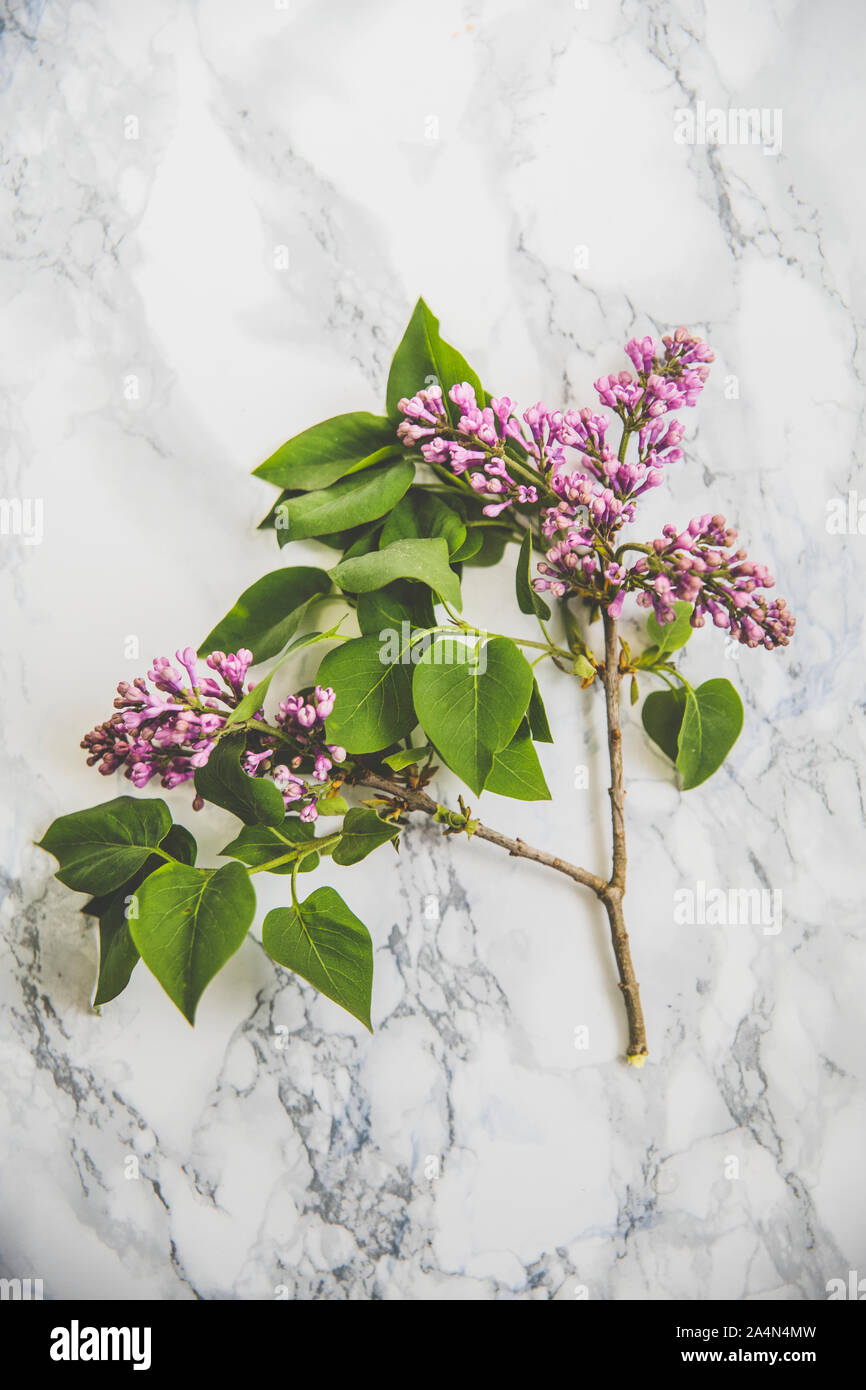 Marble leaf hi-res stock photography and images - Alamy