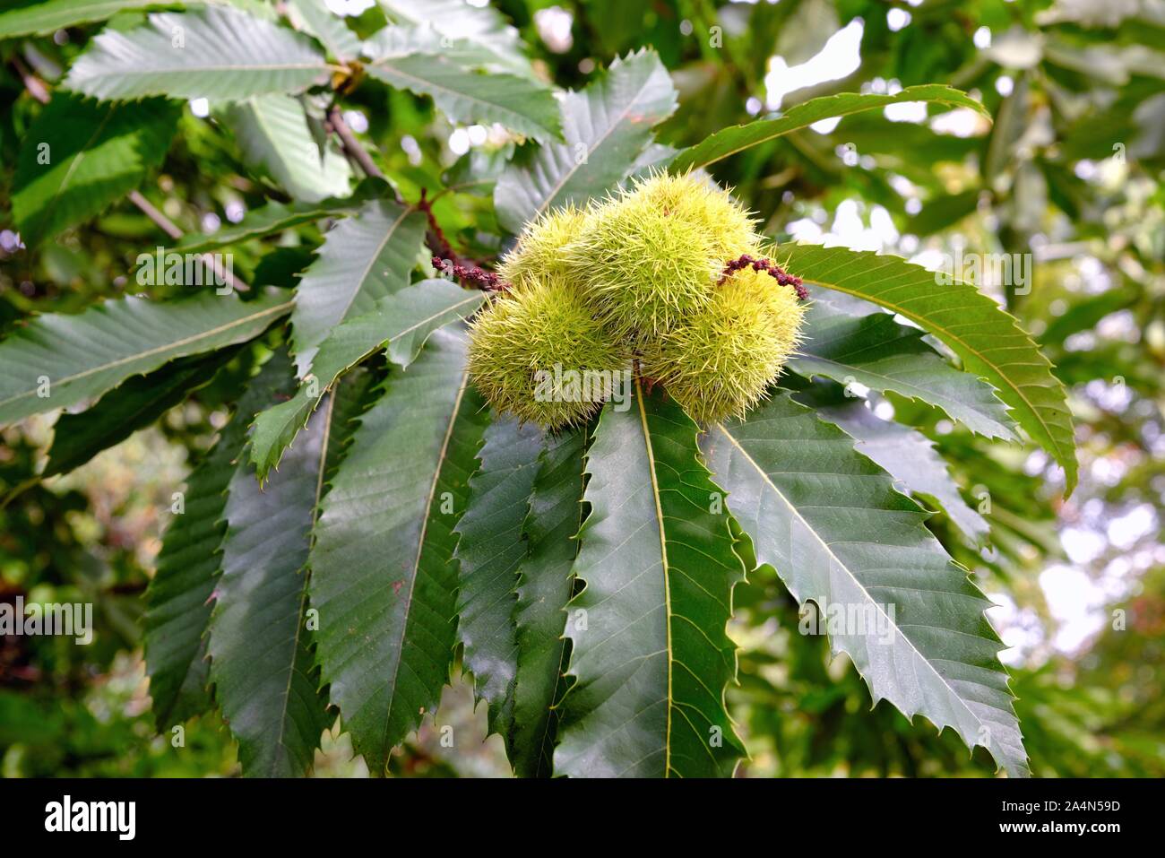 Edible Chestnut High Resolution Stock Photography and Images - Alamy