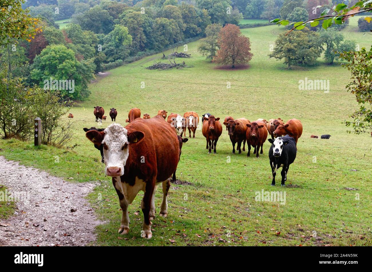 Common england hi-res stock photography and images - Alamy