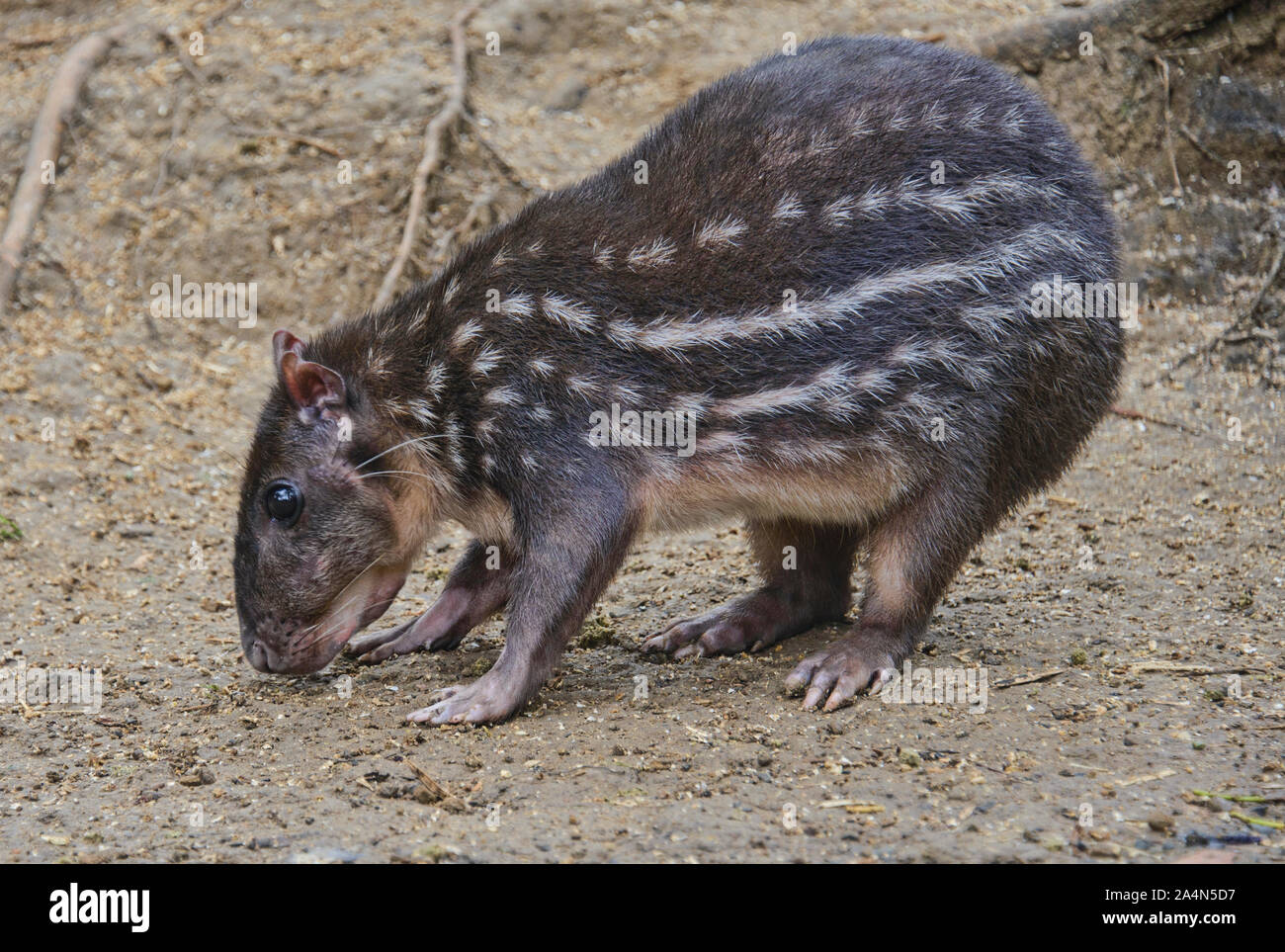 Green acouchi (Myoprocta pratti), Ecuador Stock Photo - Alamy