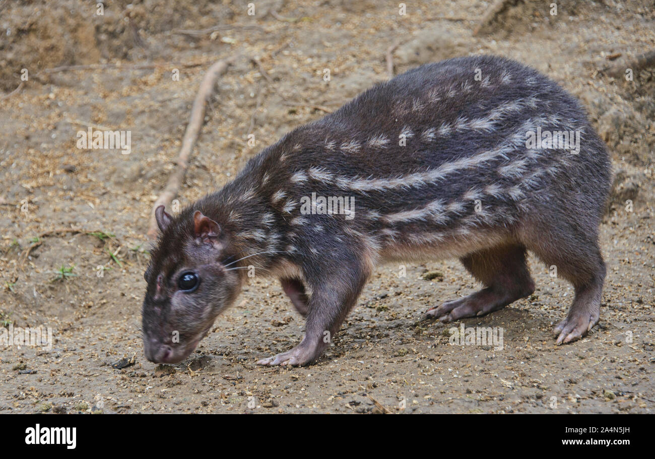 Green acouchi (Myoprocta pratti), Ecuador Stock Photo - Alamy