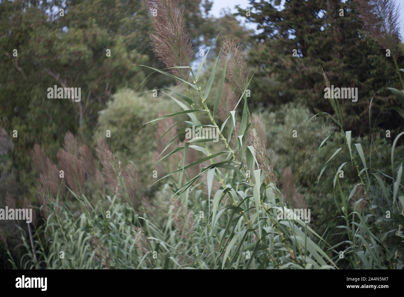Vegetation of the Italian countryside Stock Photo - Alamy