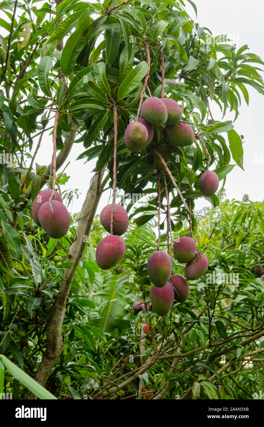 Mango irwin hi-res stock photography and images - Alamy
