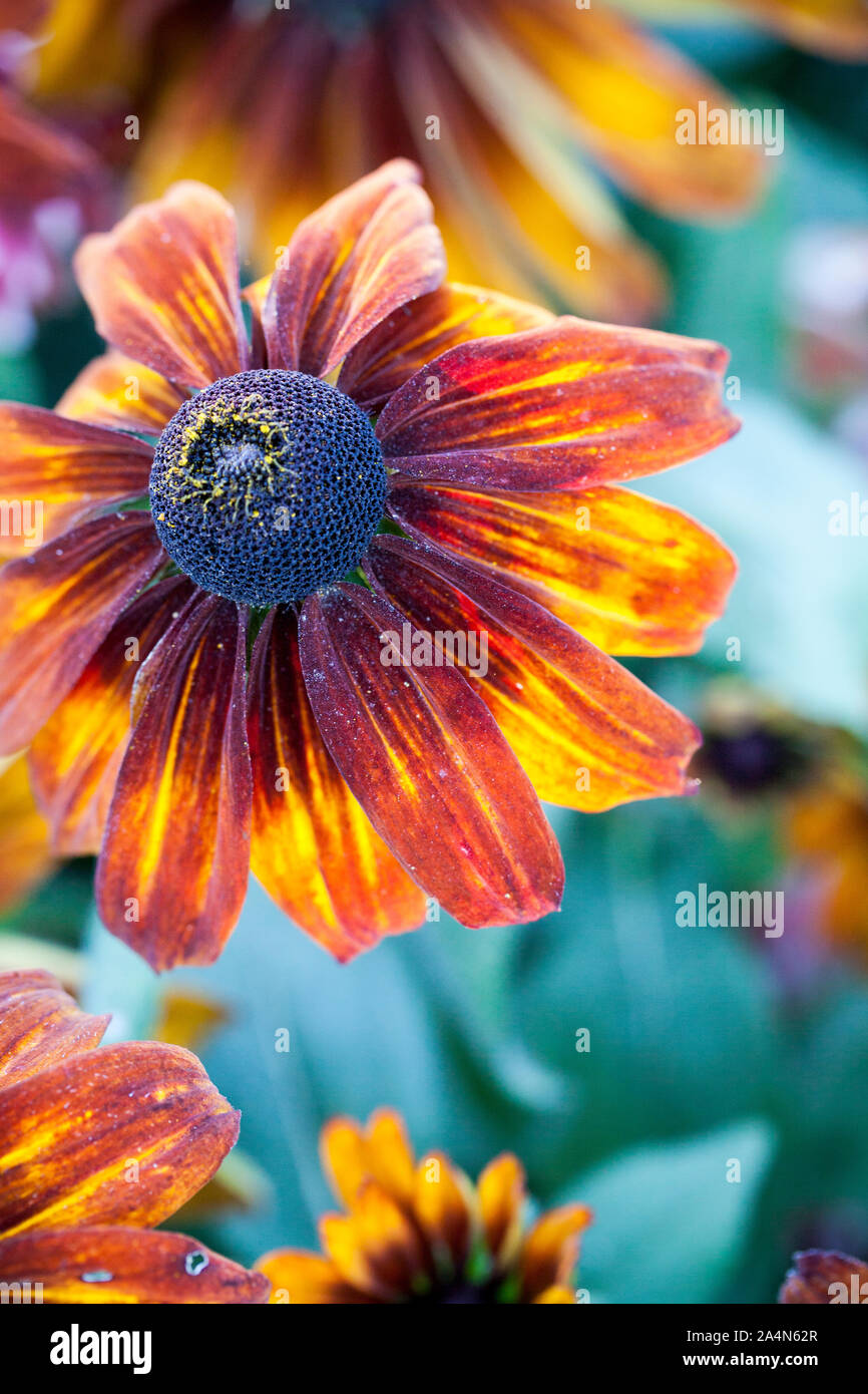 Orange and yellow flower Stock Photo - Alamy