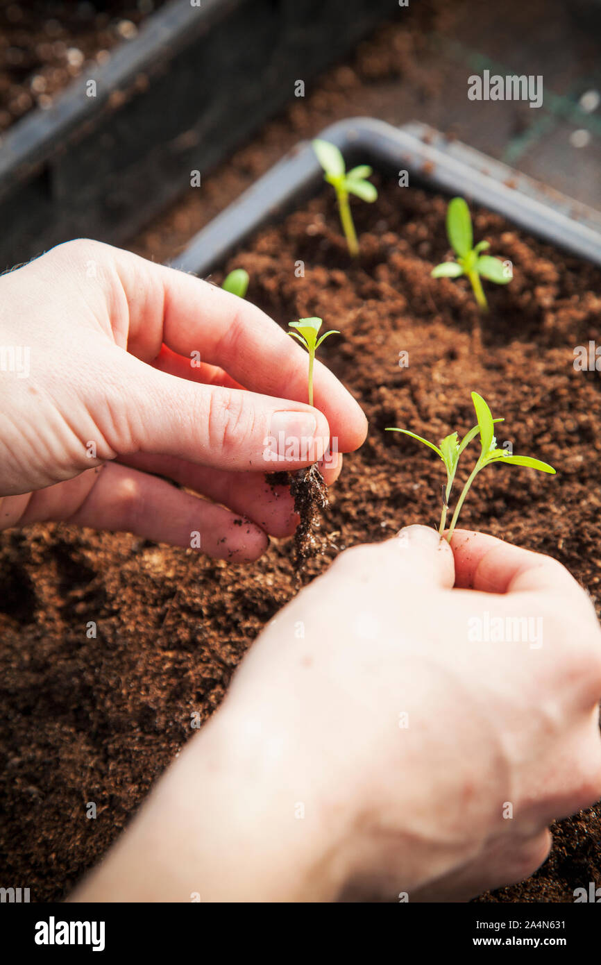 Family planting seeds hi-res stock photography and images - Alamy