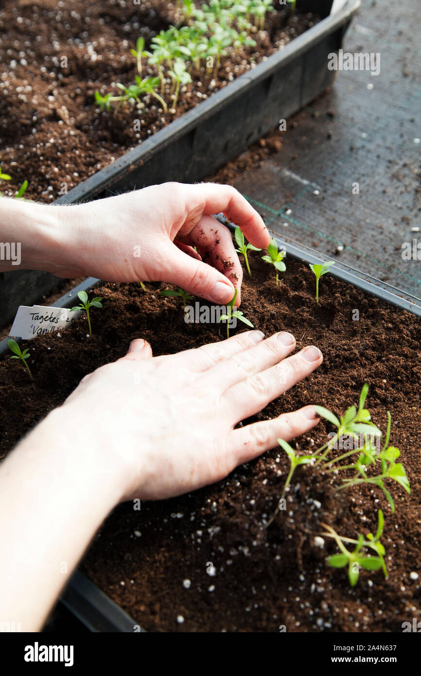 Family planting seeds hi-res stock photography and images - Alamy