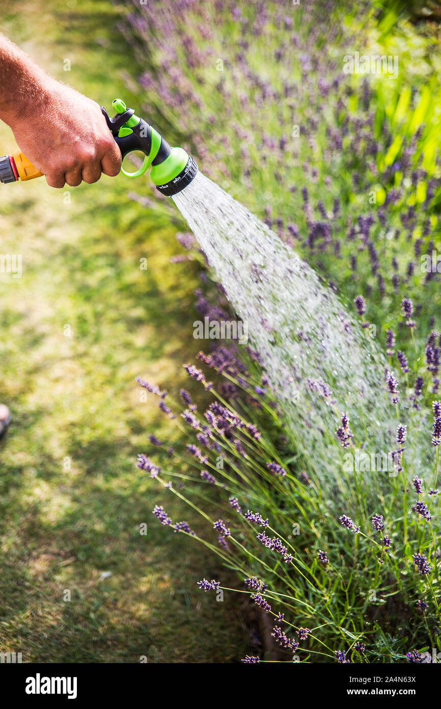 Garden syringe hi-res stock photography and images - Alamy