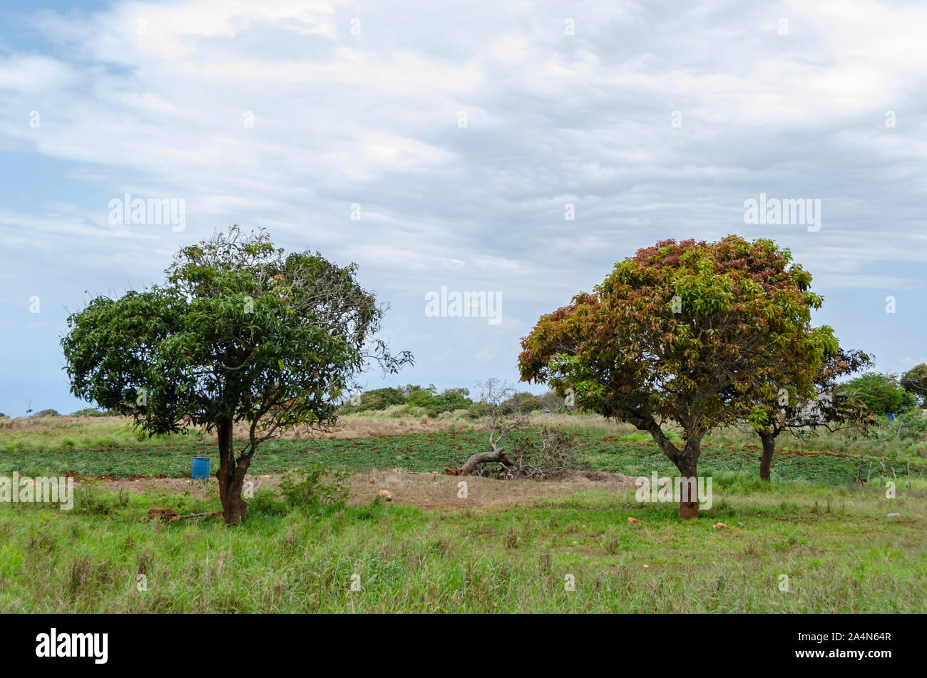 Mango Tree In Field Stock Photo - Alamy