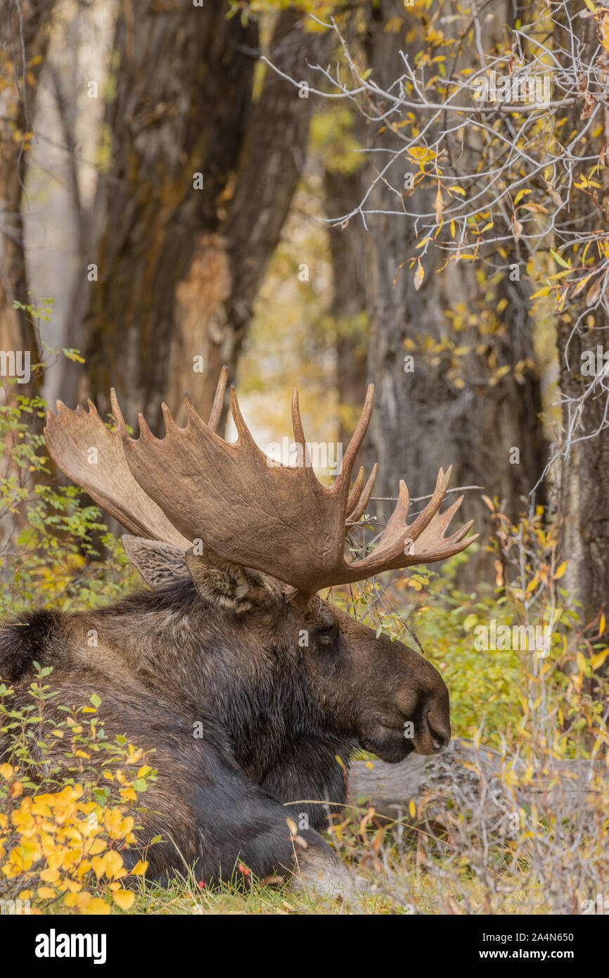 Bull Shiras Moose in Autumn Stock Photo - Alamy
