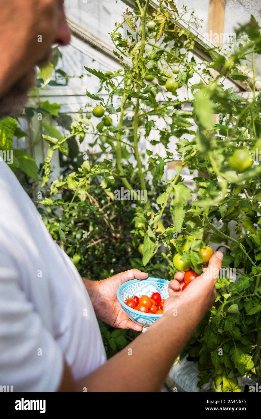 Man picking tomatoes Stock Photo - Alamy