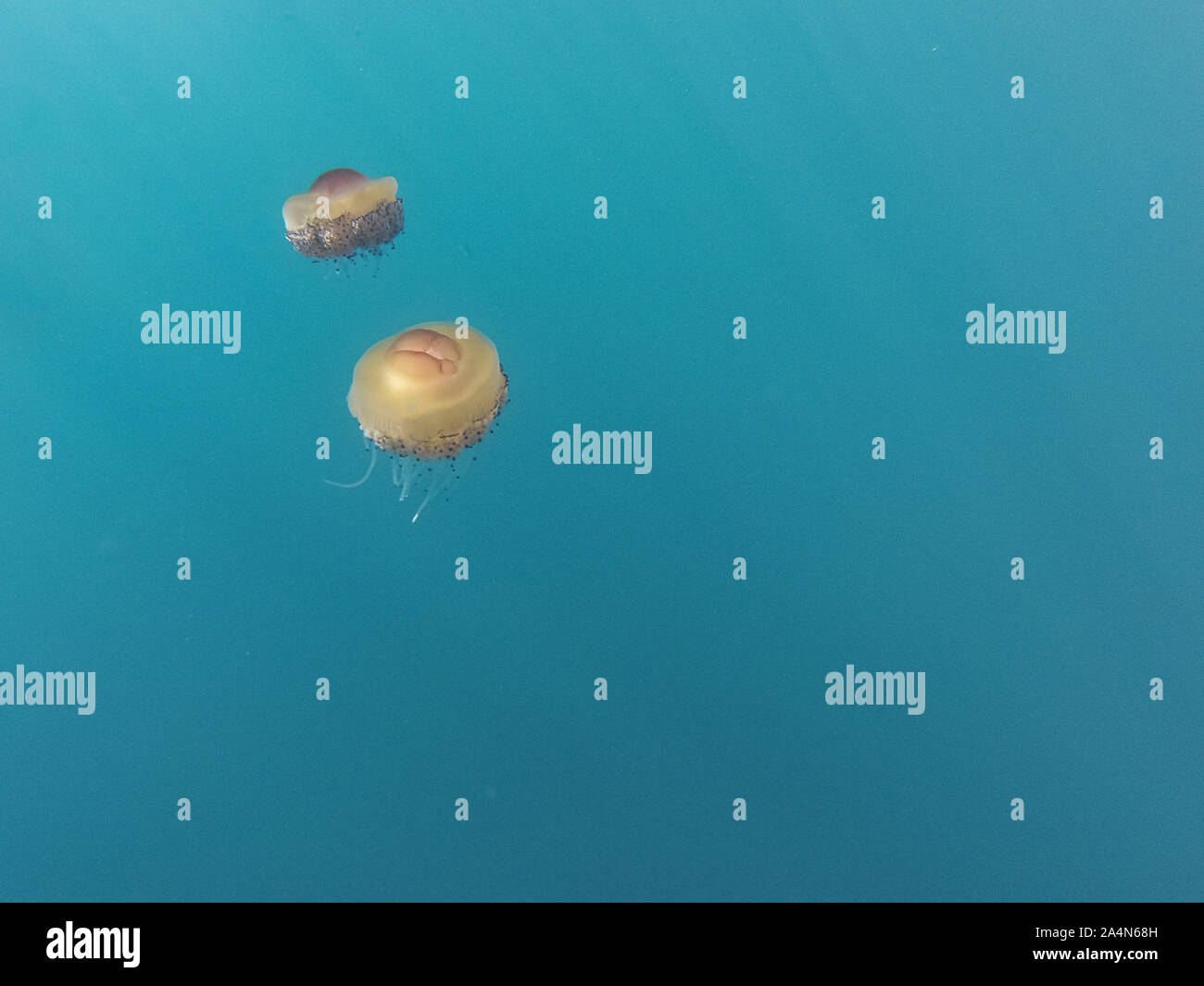 Cotylorhiza tuberculata is a species of jellyfish, of the phylum ...