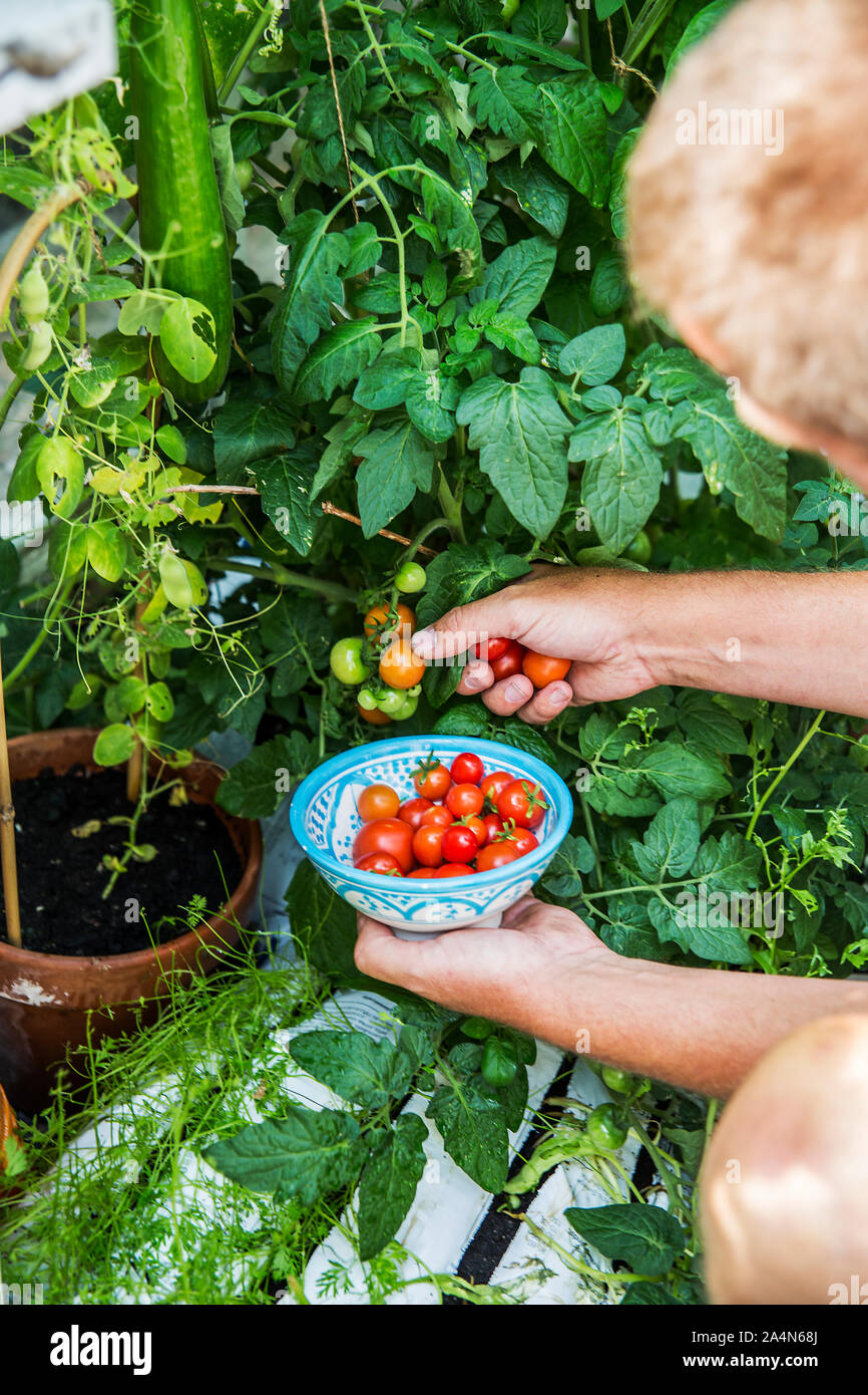 Man picking tomatoes Stock Photo - Alamy