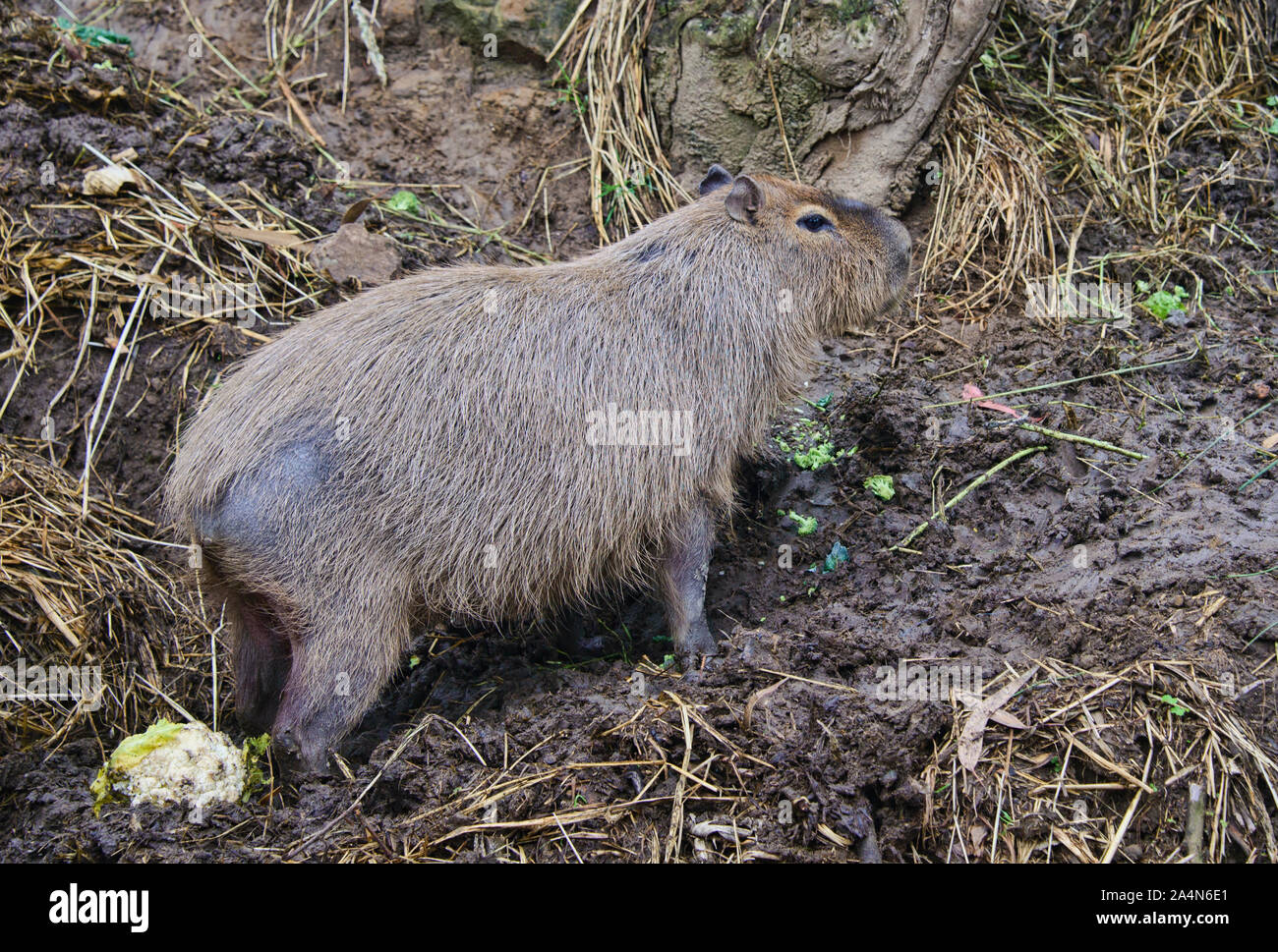 Capybara (Hydrochoerus hydrochaeris), the world's largest living rodent ...