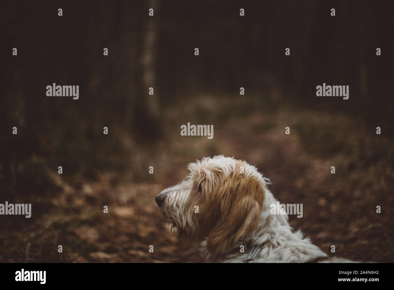 Dog head side on hi-res stock photography and images - Alamy