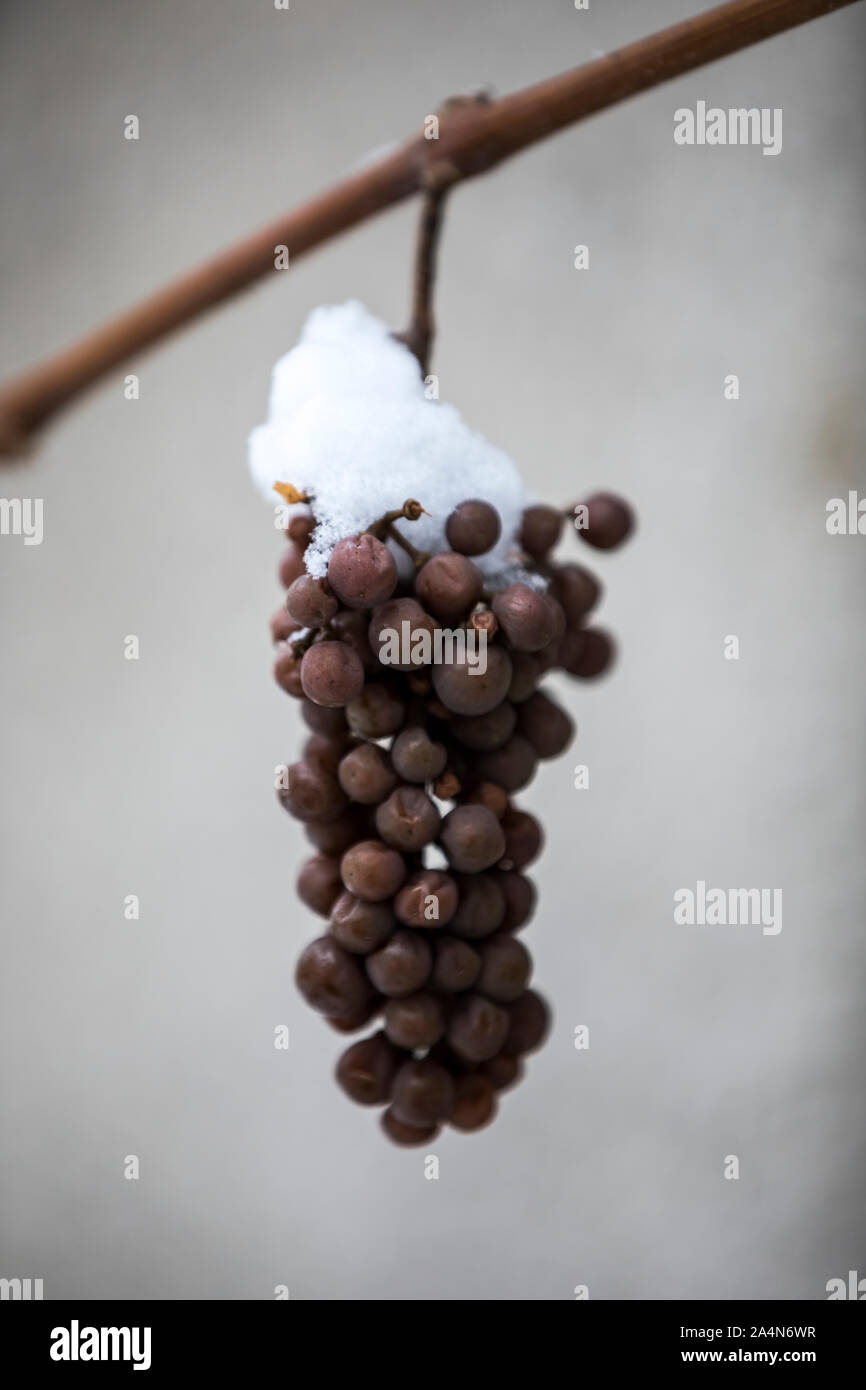 Snow on bunch of grapes Stock Photo - Alamy
