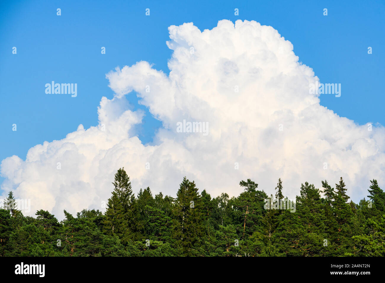 Trees against sky Stock Photo - Alamy