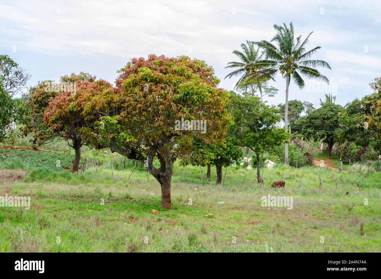 Mango trees hi-res stock photography and images - Alamy