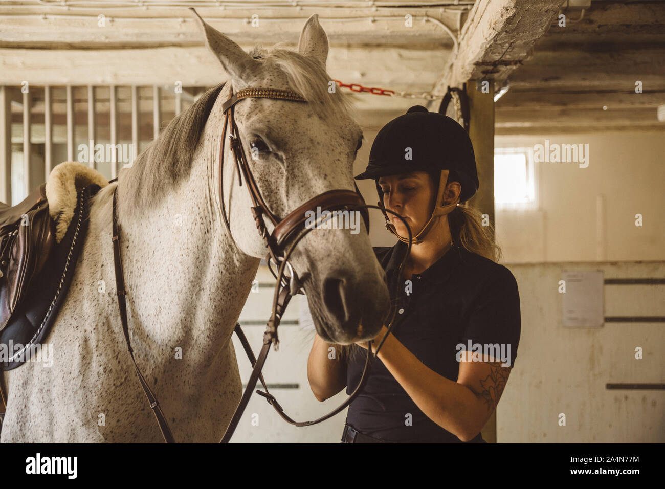 Hackney Harness Pony High Resolution Stock Photography and Images - Alamy