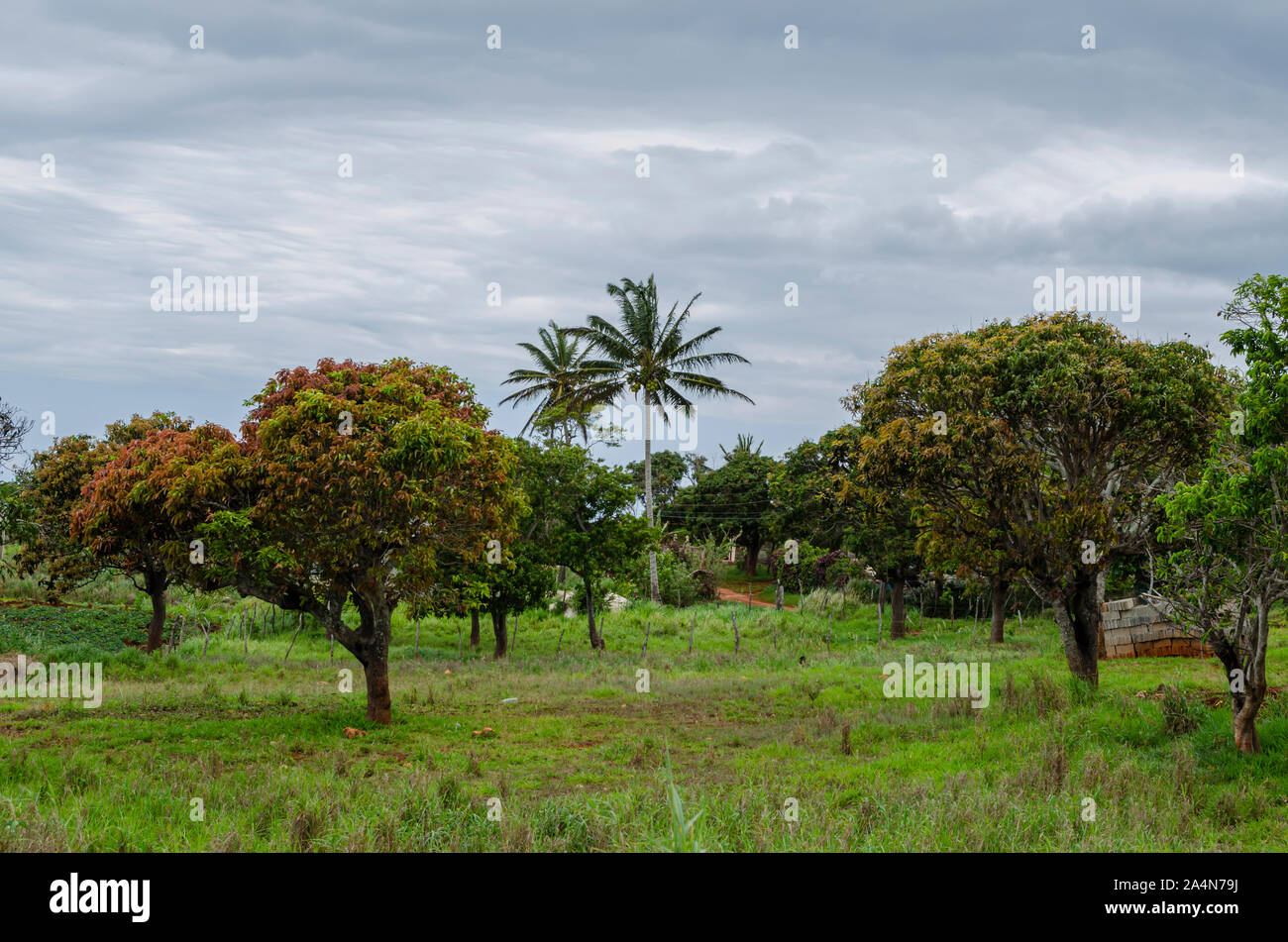 Images Of Mango Trees