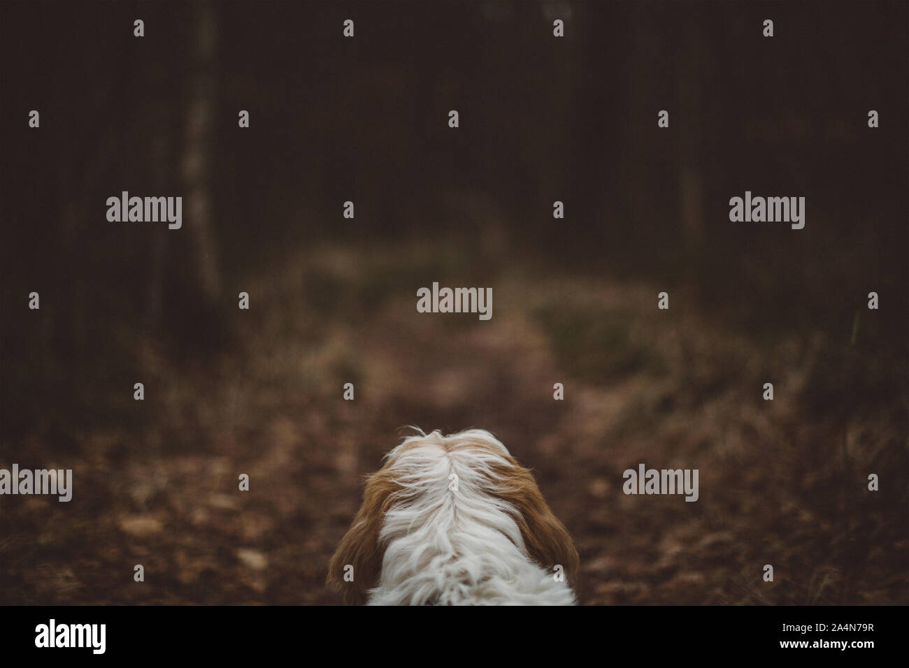 Hound point hi-res stock photography and images - Alamy