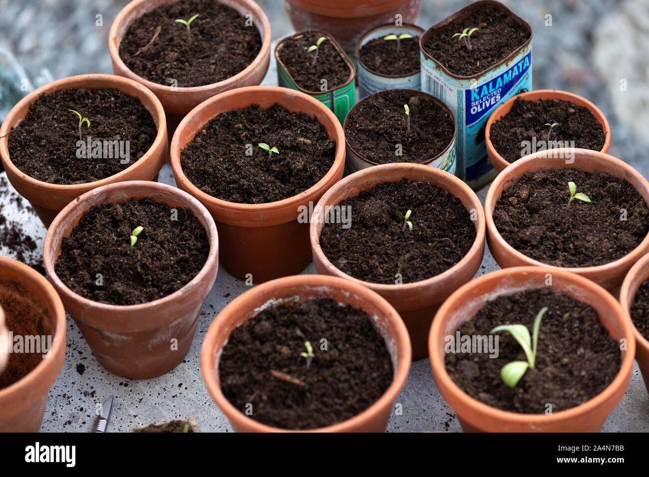 Seedlings in pots Stock Photo - Alamy