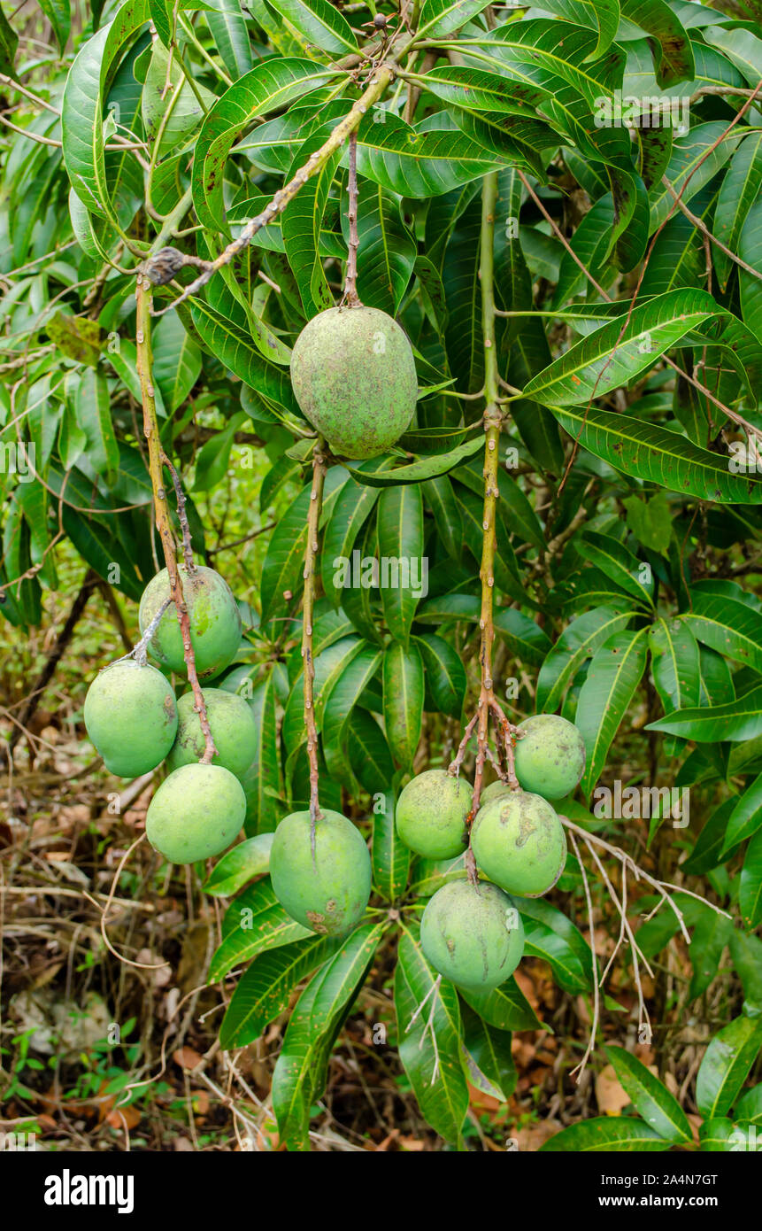 Common mango tree mangifera indica hi-res stock photography and images ...