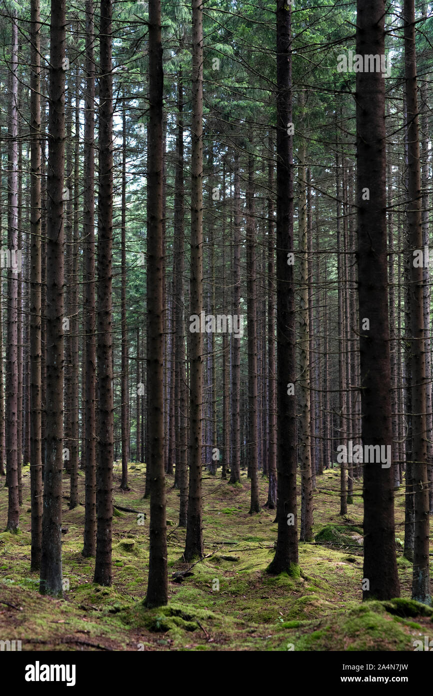 Compact conifer hi-res stock photography and images - Alamy