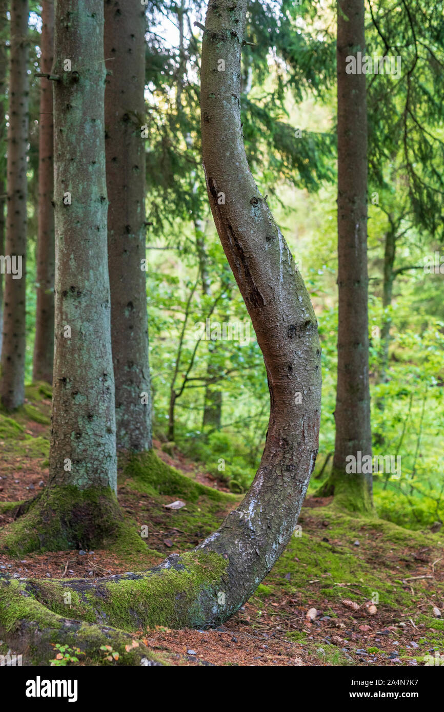 Bended tree hi-res stock photography and images - Alamy