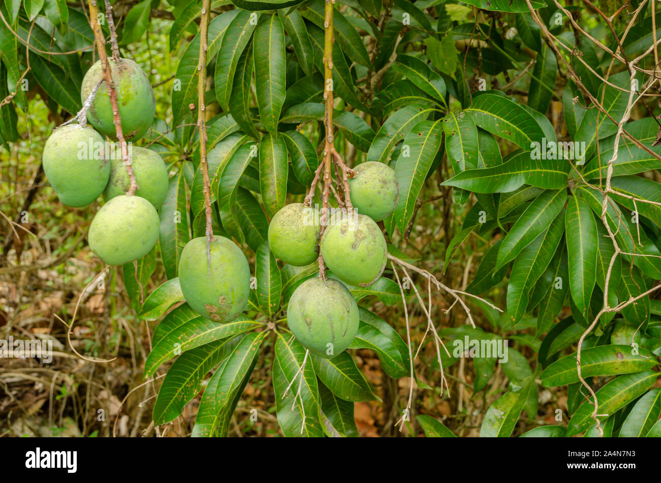 Mango trees fruit mangifera indica hi-res stock photography and images ...